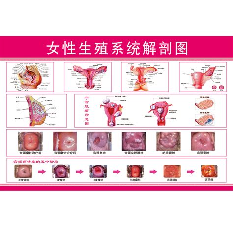 18真人女性生殖高清图 千图网