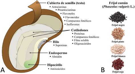 Péptidos Bioactivos Derivados De Las Semillas De Frijol Phaseolus