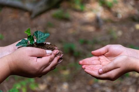Premium Photo Womens Hands Passing The Earth Into Small Hands