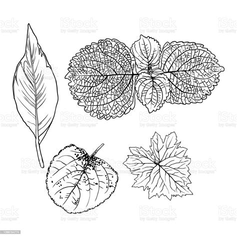 길들여진 집과 도시 숲 계절잎 그리기 세트 계절잎 컬렉션 플로럴 디자인 요소 여름 판매 인쇄 벡터 0명에 대한 스톡 벡터 아트 및 기타 이미지 Istock