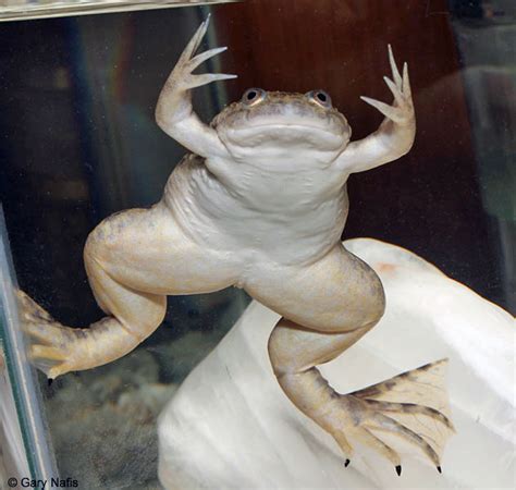 African Clawed Frog Xenopus Laevis