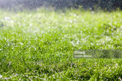 아침 빗 물 떨어지는 방울과 녹색 신선한 잔디 아름 다운 여름 배경 Bokeh와 배경을 흐리게입니다 필드의 낮은 깊이 0명에