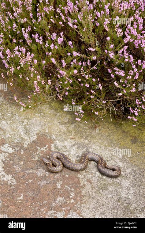 Female Adder Hi Res Stock Photography And Images Alamy