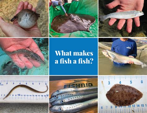 Defining A Fish The Confoundingly Challenging Task Of Fish Taxonomy