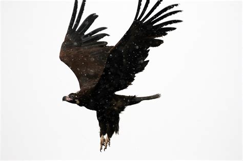 [조류]독수리 조류 생물종 Bric