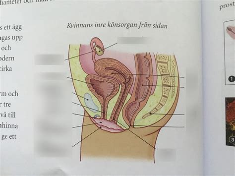 Sexualkunskap Diagram Quizlet