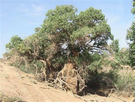 Populus Euphratica Knowyourweeds