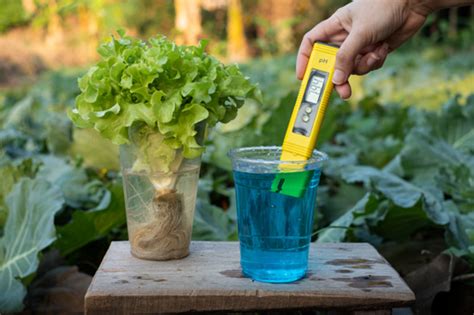 Best Ph Meter For Hydroponics Easily Grow Food
