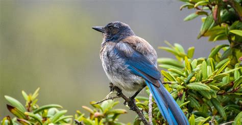 These 8 Native Plants Help Bring California Scrub Jays To Your Yard