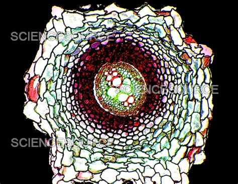 Fern Pteridium Aquilium Root Stock Image Science Source Images