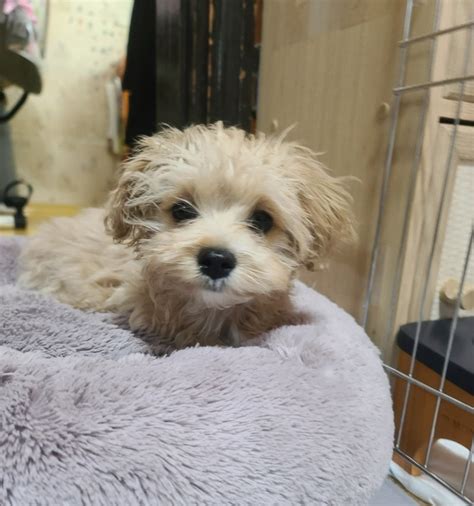 말티푸 성격 및 성견 크기 성장과정에 필요한 훈련 방법 네이버 블로그