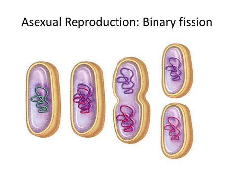 Reproduction Mitosis And Meiosis Ppt Download