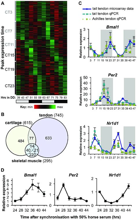 Circadian Transcriptome In Tendon A Heat Map Depicting The
