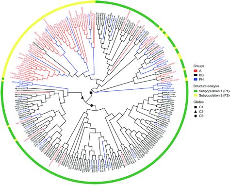 Phylogenetic Tree Estimated Through Neighbor Joining Method For 248