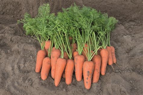 Caspi F1 Bejo Guatemala