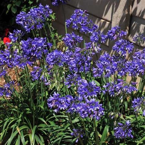 29 Of The Best Agapanthus Varieties For Your Garden Blue Agapanthus