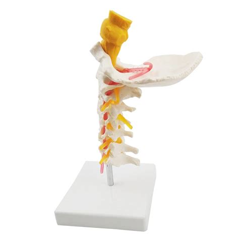 Human Cervical Spine Model 7 Segment Cervical Spine Brainstem Model Desertcart Seychelles