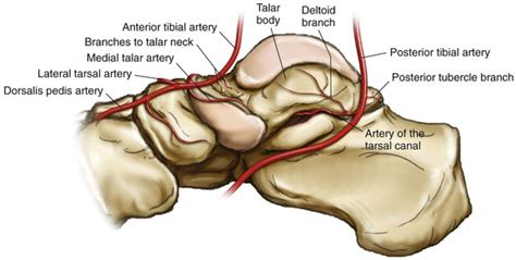 Foot And Ankle Musculoskeletal Key