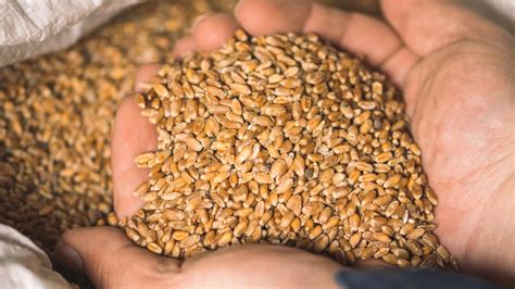 Зърнопроизводителите в протестна готовност Общество България Новините на Nova Nova Bg