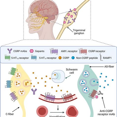 Anti Cgrp Drugs And Their Peripheral Sites Of Action In The Download Scientific Diagram