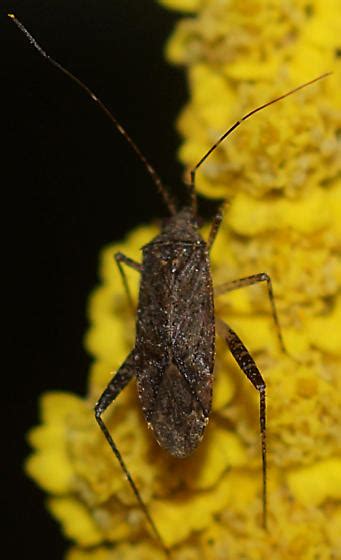Phytocoris Phytocoris Bugguide Net