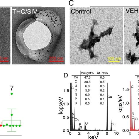tem edx elemental analysis of bg structures a representative tem