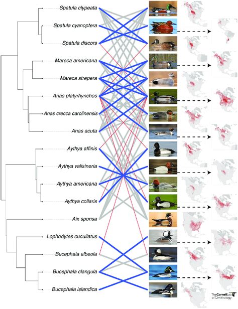 A Phylogeny Photographs Of Males And Breeding Season Abundance