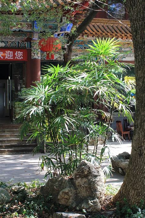 细叶棕竹的搜索结果360图片 花瓣网