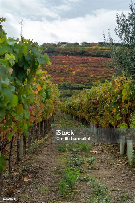 포르투갈의 세계에서 가장 오래된 와인 지역의 다채로운 가을 풍경 계단식 포도원에서 자라는 포도 덩굴의 다른 종류 레드 화이트 및 포트 와인의 생산 0명에 대한 스톡 사진 및