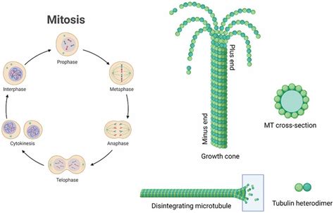 Schematic Representation Of The Mitotic Cycle On The Right A Picture