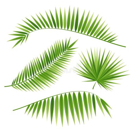 Green Palm Leaf Set Stock Illustrations 36341 Green Palm Leaf Set