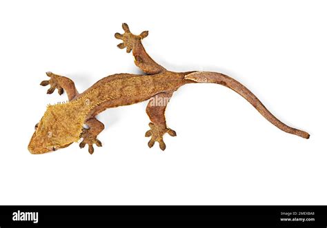 Gecko Pads Cut Out Stock Images And Pictures Alamy