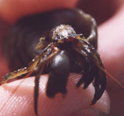 Pagurus Samuelis
