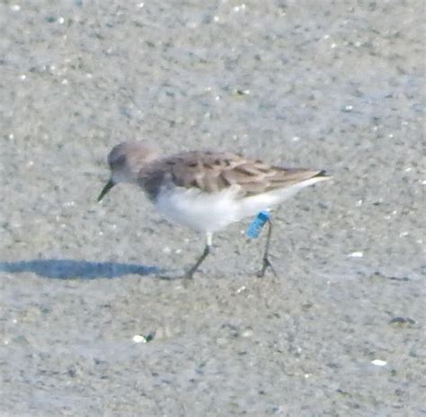 Coastal Virginia Wildlife Observatory Color Flagged Sandpiper