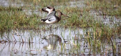 Premium Photo Bird Flapping Wings In Swamp