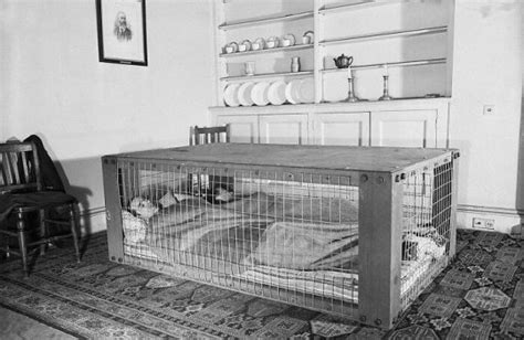 არა ეს აგრესიული შეშლილის გალია საწოლი არაა ეს ჭკვიანი კაცის მოფიქრებული საშუალებაა ფულის