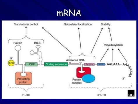 Microrna Small Noncoding Rna Features Ppt
