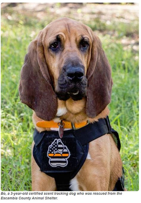 From Shelter To Service Escambia County Working Dogs