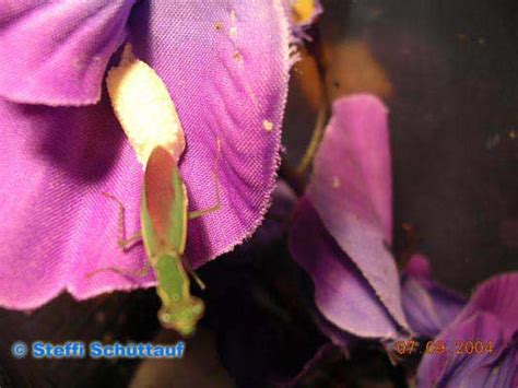 Mantisonlinede Odontomantis Micans