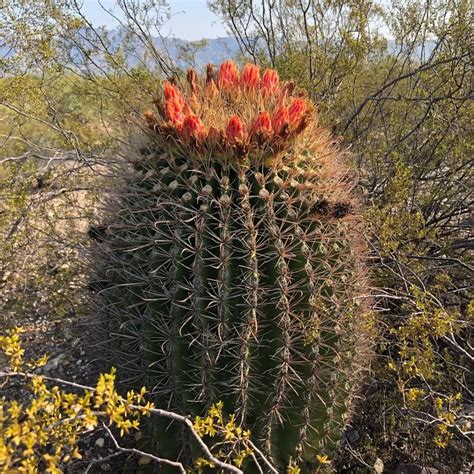 Arizona Barrel Cactus The Giant Of American Deserts
