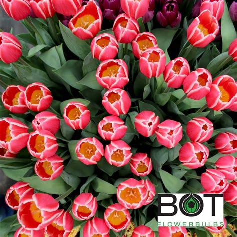 Bucuresti Bot Flowerbulbs