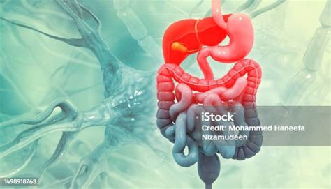 과학적 배경에 인간의 소화 시스템 3d 일러스트레이션 3차원 형태에 대한 스톡 사진 및 기타 이미지 3차원 형태 가득 찬 간 내부 기관 Istock