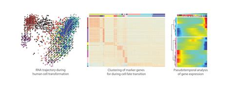 Human Cell Transformation By Combined Lineage Conversion And Oncogene