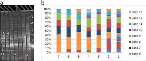 Microbial Population Analysis Based On Pcr Dgge A Dgge Electrophoresis