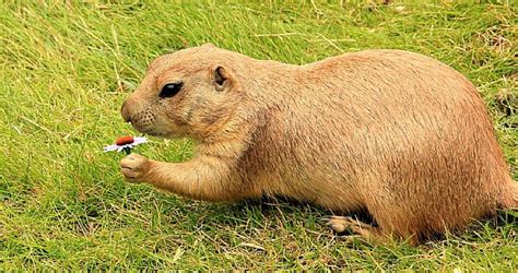 En El Día De La Marmota Meetic Predice Cuándo Saldrán De Su Hibernación