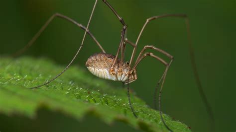 Are Daddy Long Legs Actually Spiders Harvestmen Crane Flies And