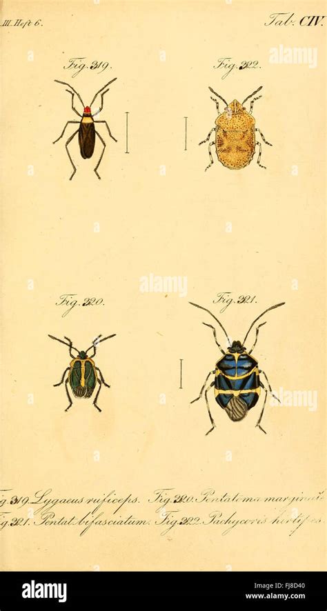 A Study On The True Bugs Hemiptera Detailing Their Classification
