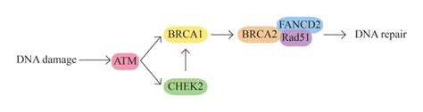 Brca1 And Brca2 Pathway B The Mapkerk Pathway That Acts Through The