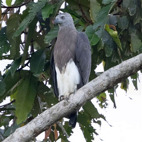 Grey Headed Fish Eagle