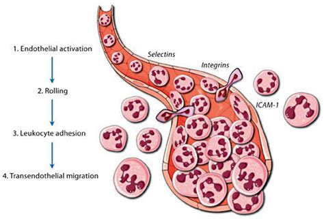 Leukocyte Extravasation Process Download Scientific Diagram